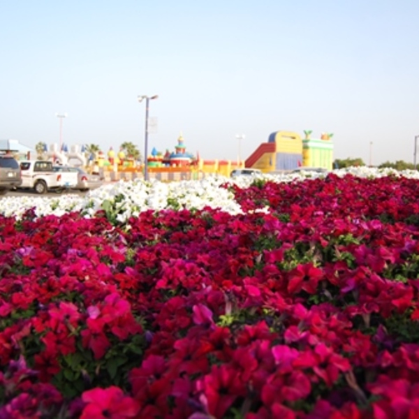 PRAZNIK ZA OČI: Festivali cveća u zemlji pustinje (FOTO)